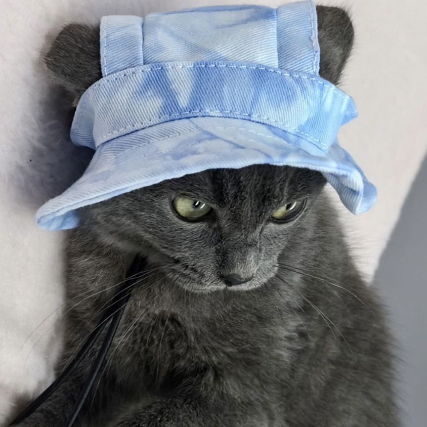 Панама для маленьких собак и кошек