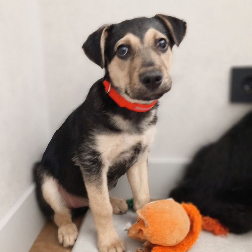 Щенулька ищет дом, привезу