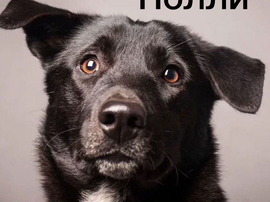 Полли