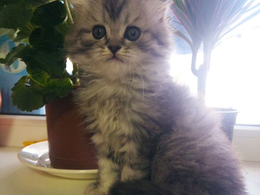 Продаются котята