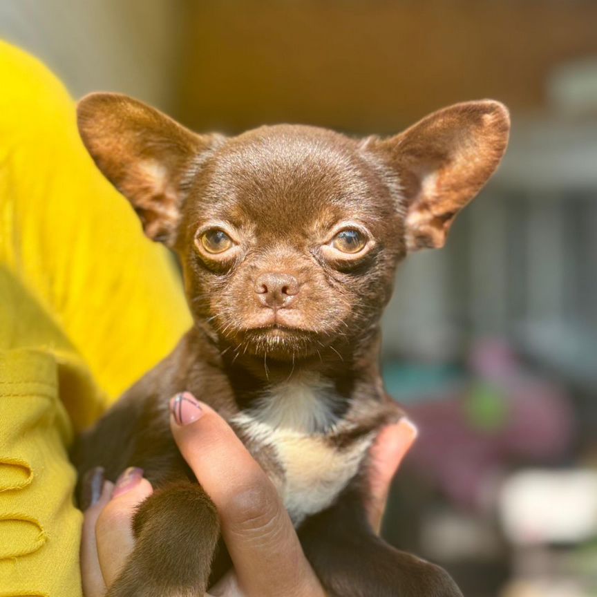 Чихуахуа. Шоколадно белый мальчик