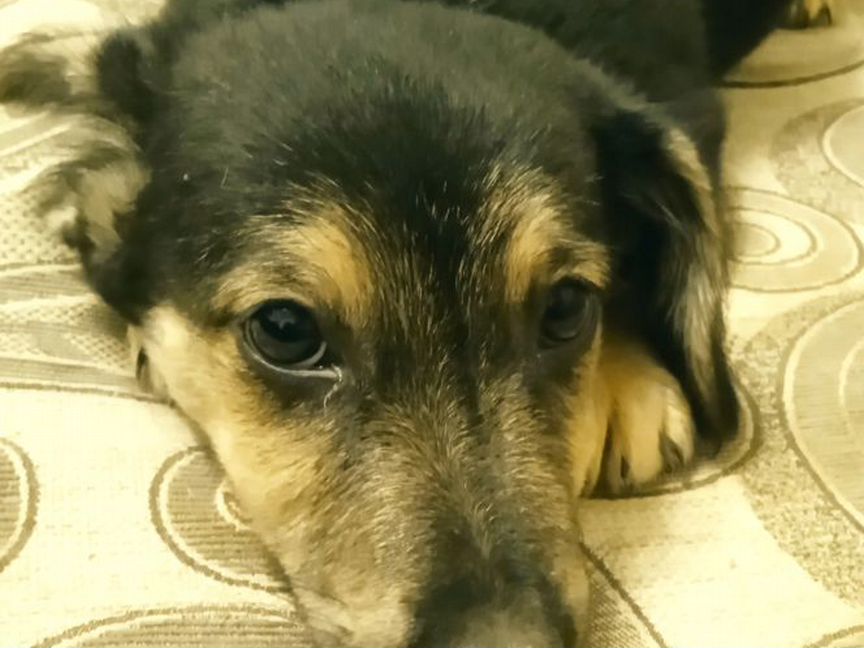 Отдам даром щенят