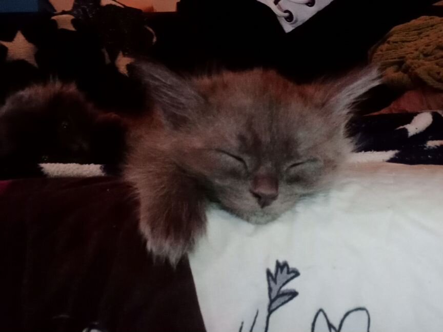 Котята породы британец