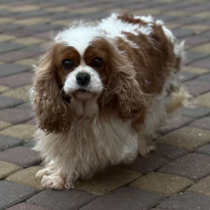 Кавалер кинг-чарльз-спаниель, взрослая собака