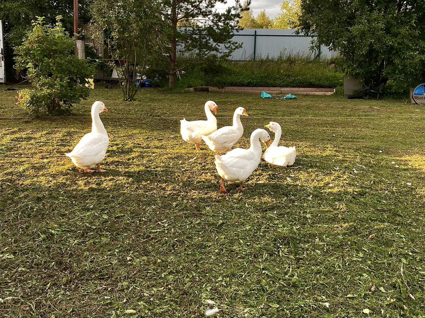 Гусь породы линда