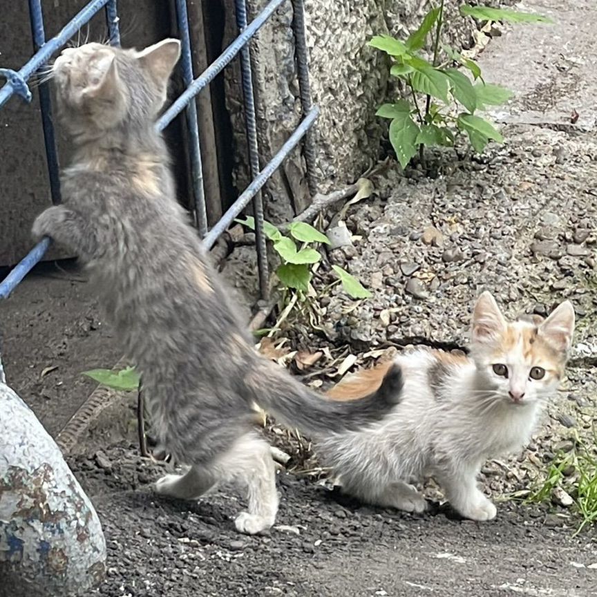 Котенок ищет дом