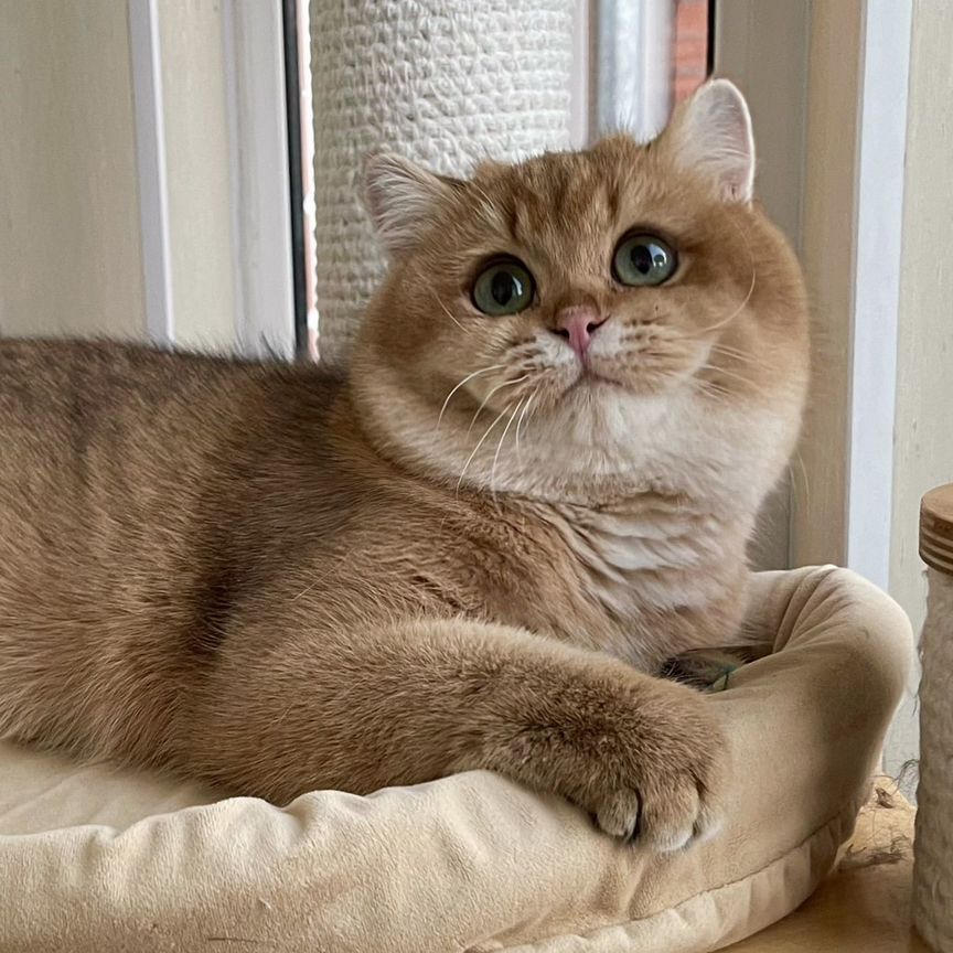 Кот шоколадная золотая шиншилла