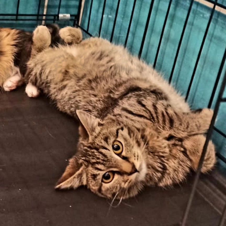 Молодая кошечка в добрые руки