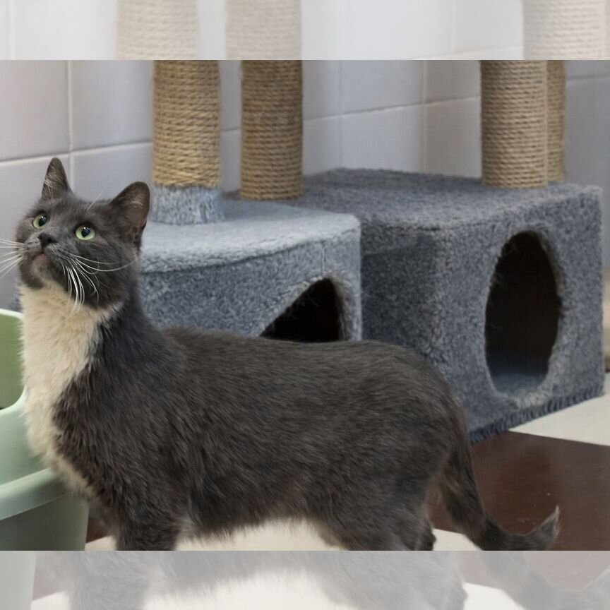 Взрослая, кошка в добрые руки