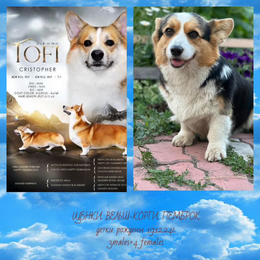 Щенки вельш-корги пемброк