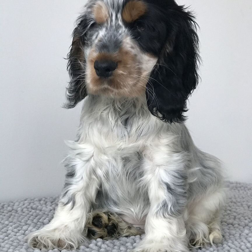 Английский Кокер Спаниель