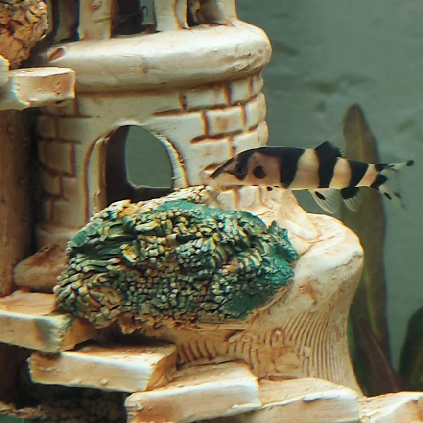 Боция тигровая