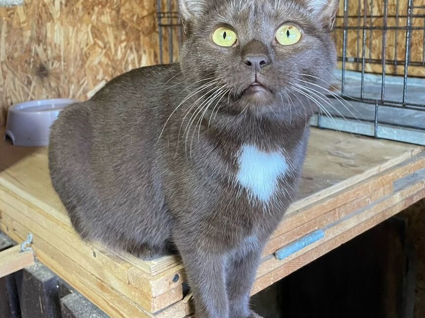 Шоколадная кошка Халва