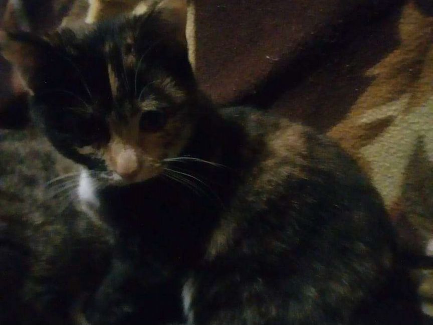 Котëнок девочка ищет дом