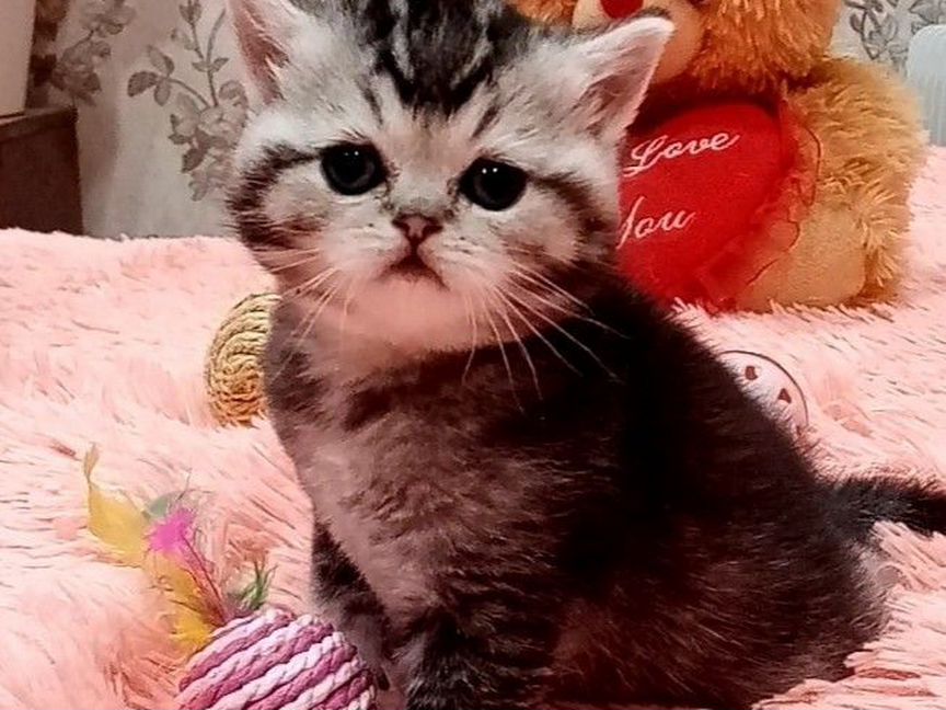 Шиншилловые котомалыши беби-фейс