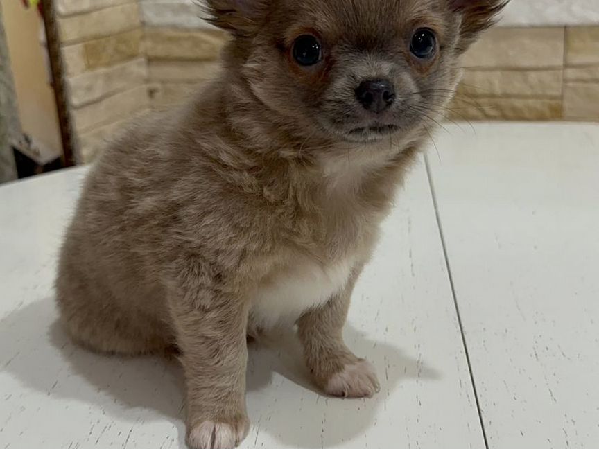 Мальчик мишутка чихуахуа