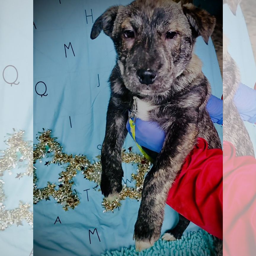 Щенок в добрые руки