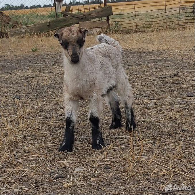 Козлик Ламанча