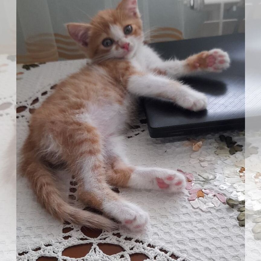 Котята в добрые руки мальчики рыжие