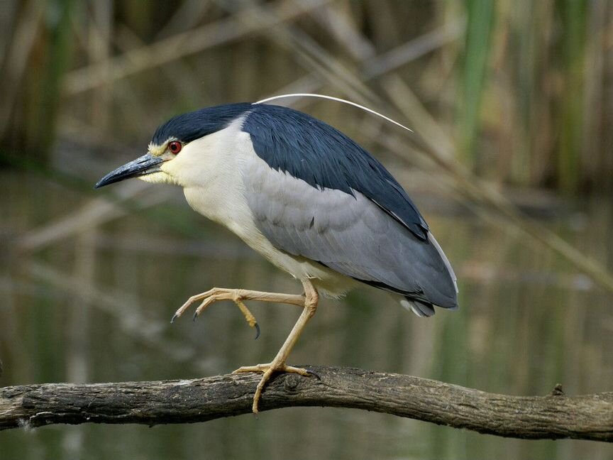 Кваква обыкновенная