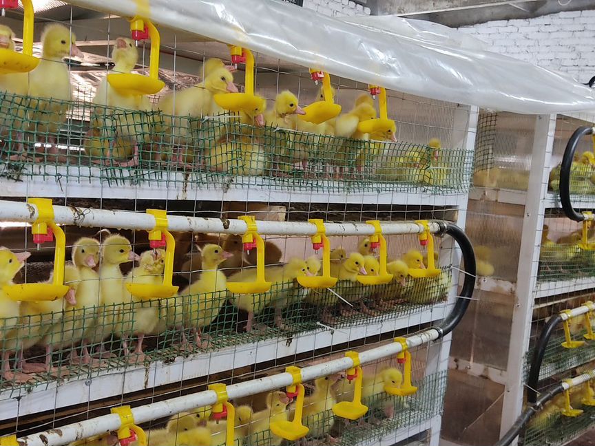 Брудер, клетки