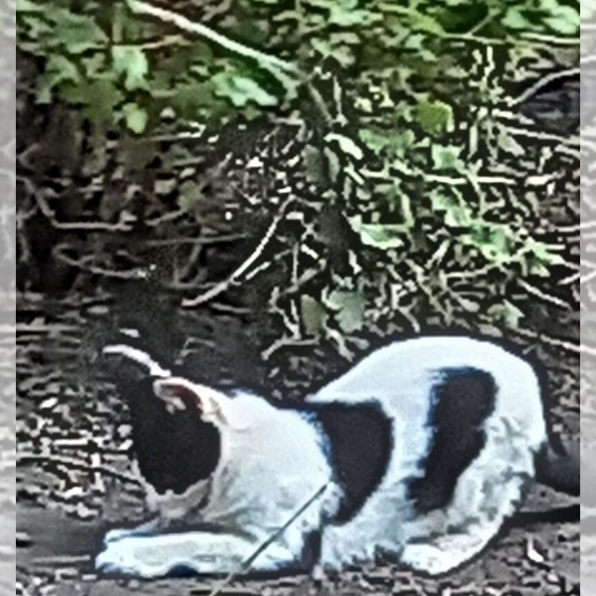 Взрослый кот в добрые руки