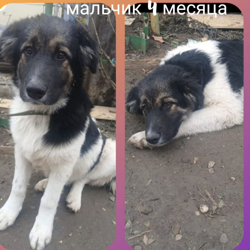 Щенок в добрые руки