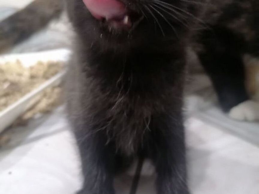 Котятки в добрые руки