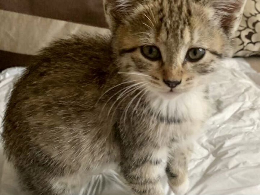 Котята в добрые руки бесплатно