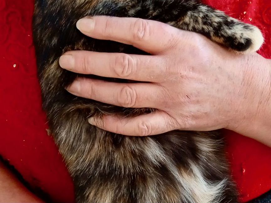 Котёнок девочка трёхцветная черепаховая