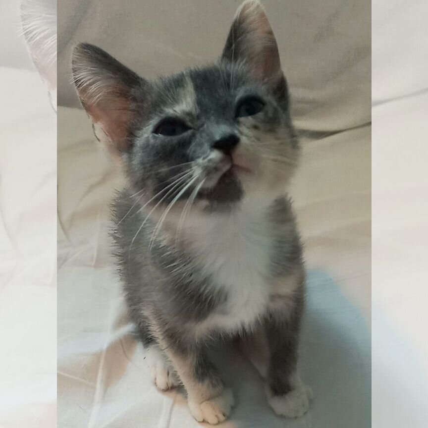 Котята в добрые руки бесплатно