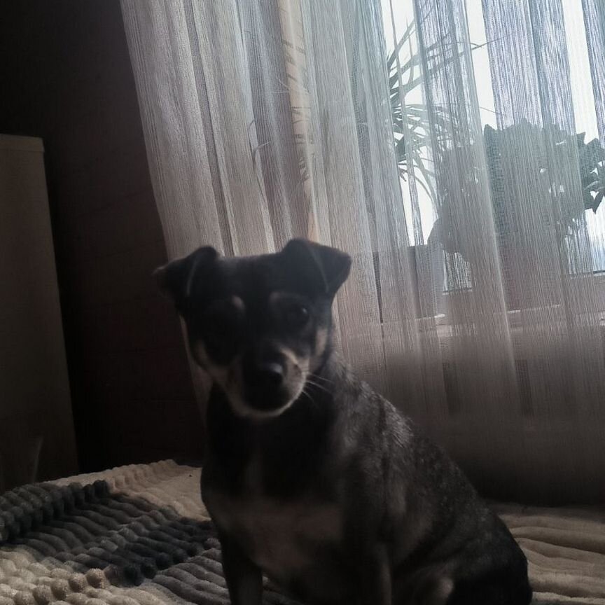 Взрослая собака в добрые руки