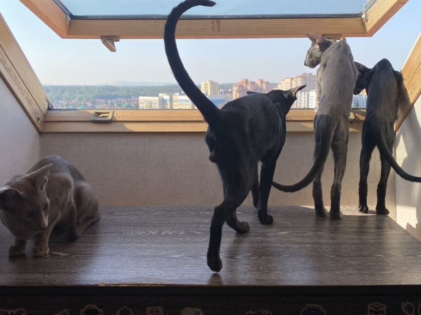 Ориентальные котята
