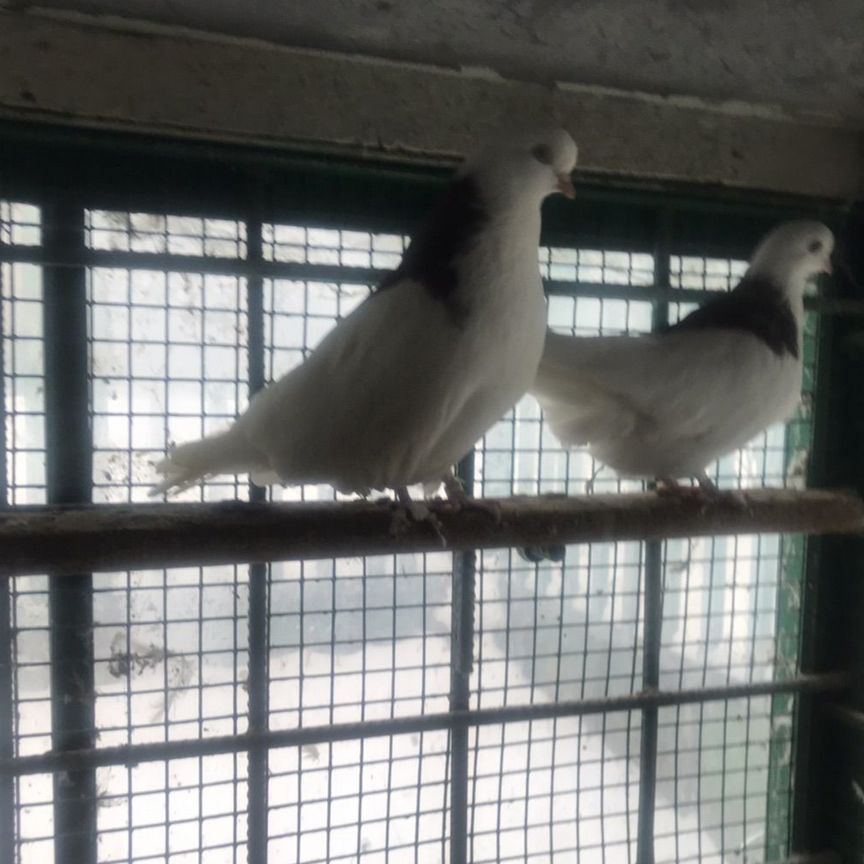 Голуби ижевские гривуны Белые русские почтовые