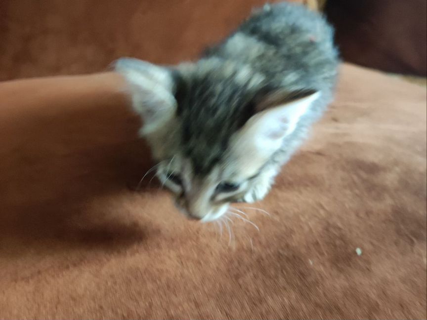 Кошки в добрые руки бесплатно