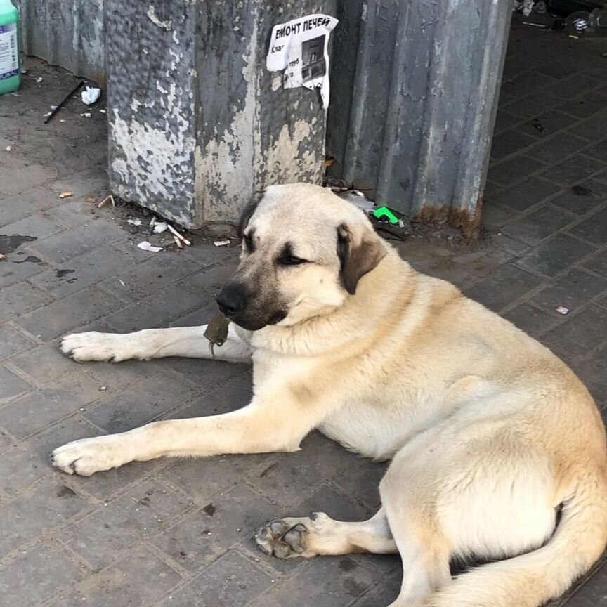 Найдена собака