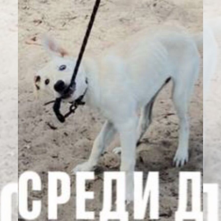 Собаке нужен временный дом