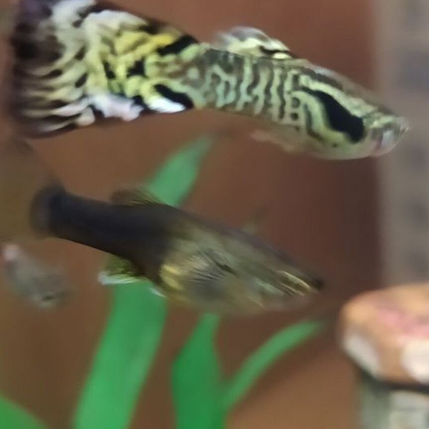 Гуппи Эндлера тигр