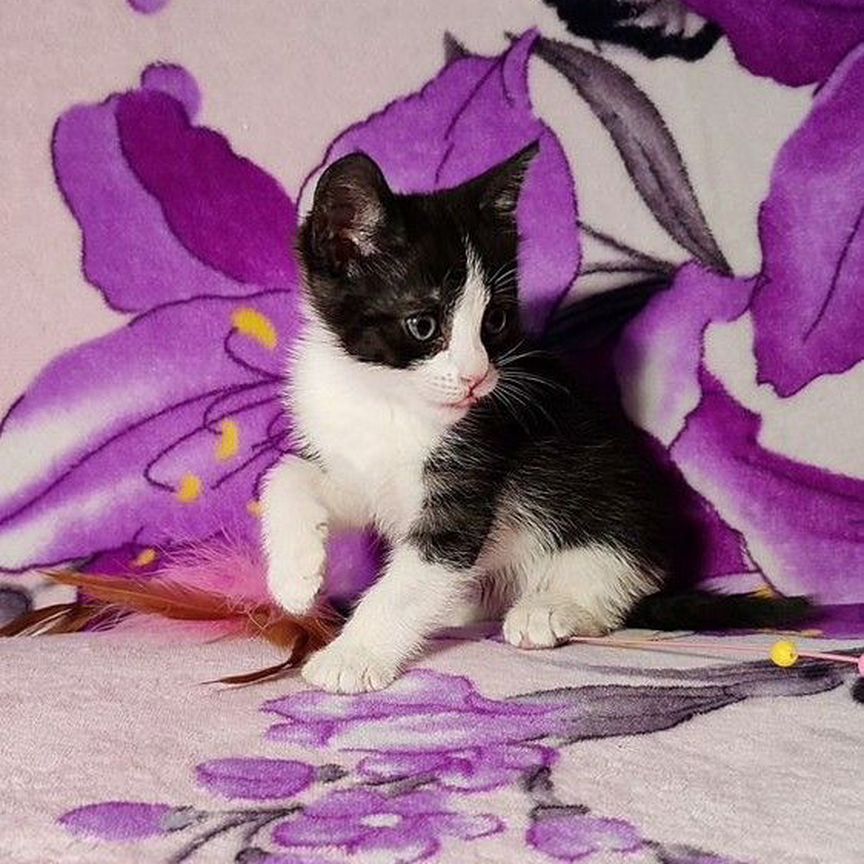 Котенок