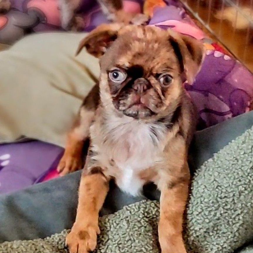 Шоколадный мрамор