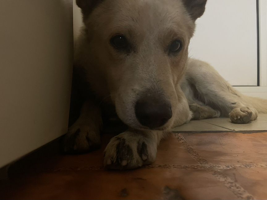 Собака в добрые руки