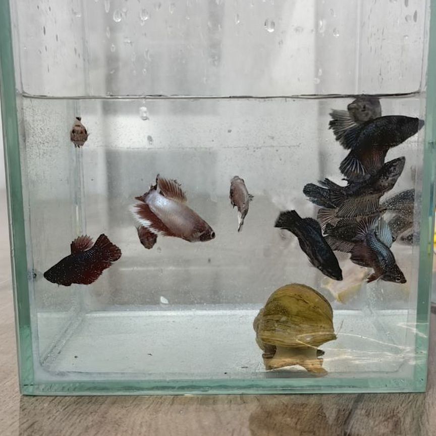 Рыбка петушок