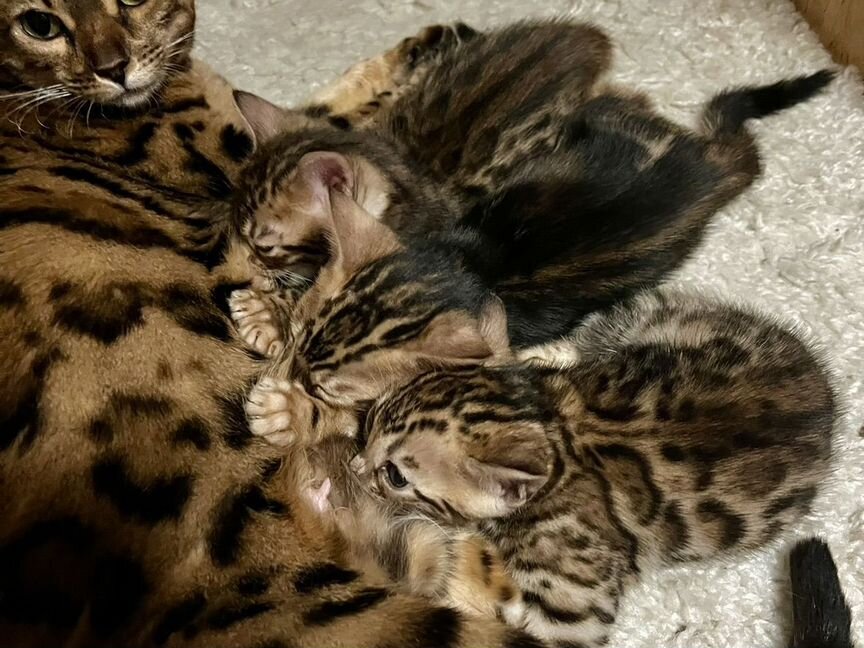 Бенгальские котята