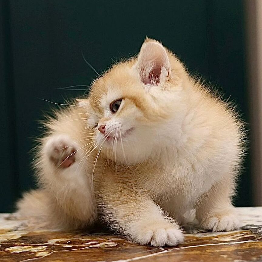Британские котята золотая шиншилла