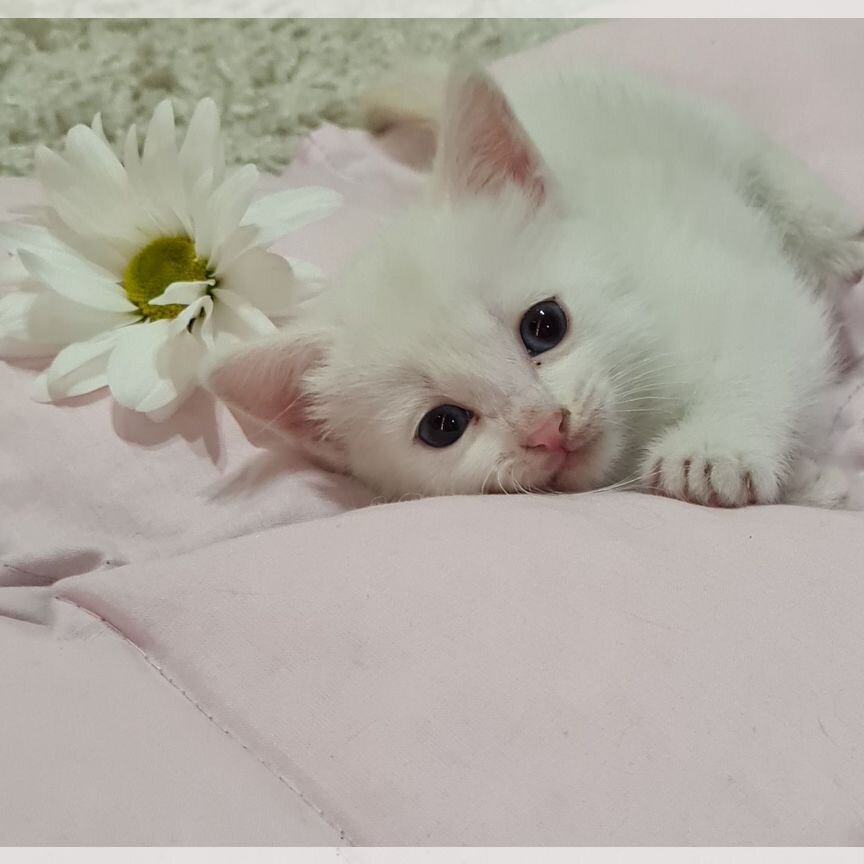 Котёнок в добрые руки
