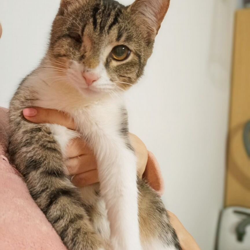 Котёнок Семушка очень нуждается в любящем доме