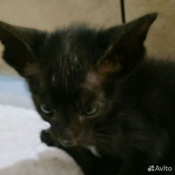 У котенка парализованы ножки