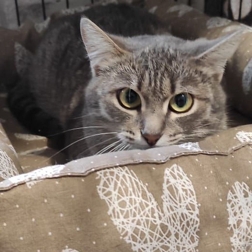 Кошечка-булочка (1 год) в добрые руки