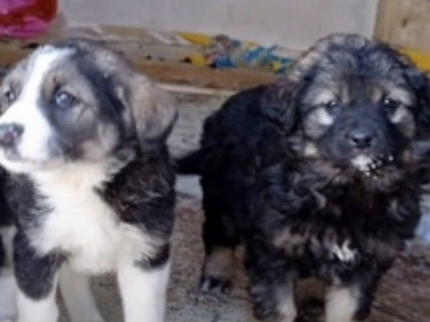 Щенки в опасности