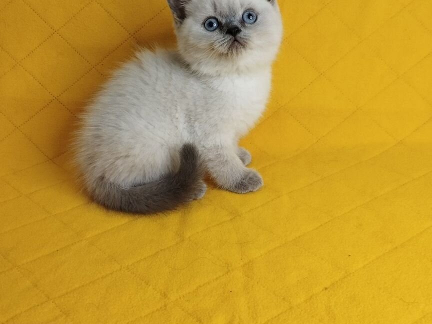 Шотландские котята колор Пойнт мальчик